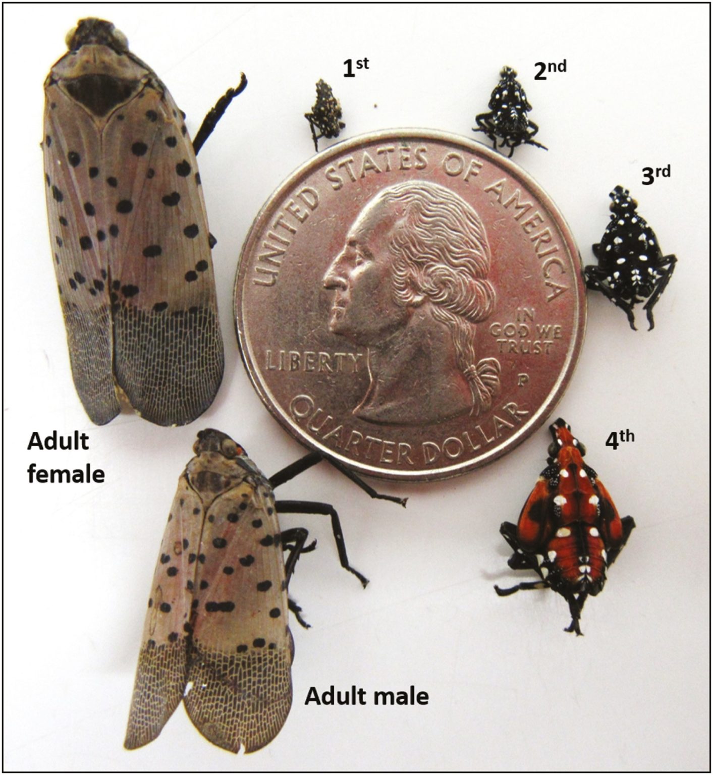 Spotted Lanternfly Extermination - A#1 Animal and Pest Control